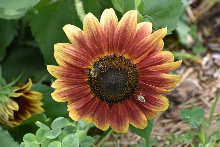 9 of the Best Pollenless Sunflowers | Gardener’s Path