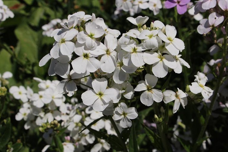 How to Grow Dame’s Rocket in Your Garden | Gardener’s Path