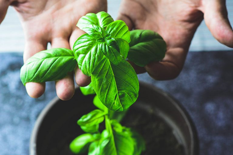 Tips for Growing Basil in Fall and Winter | Gardener’s Path