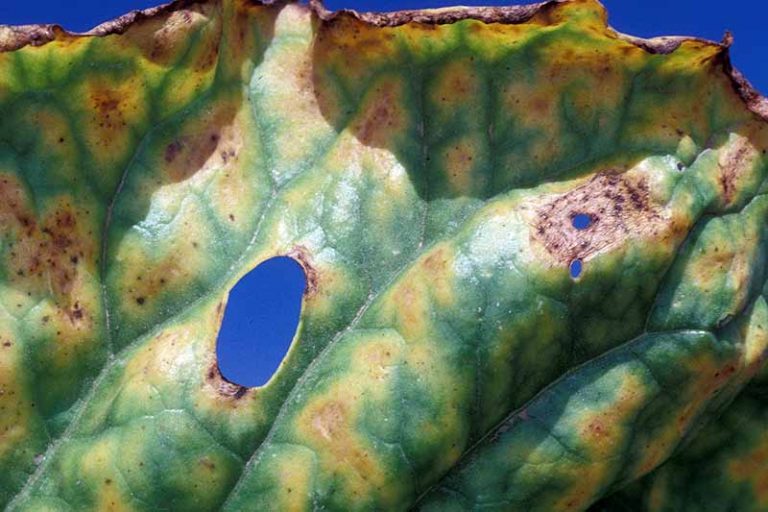 Identify, Prevent, and Treat Common Beet Diseases | Gardener’s Path