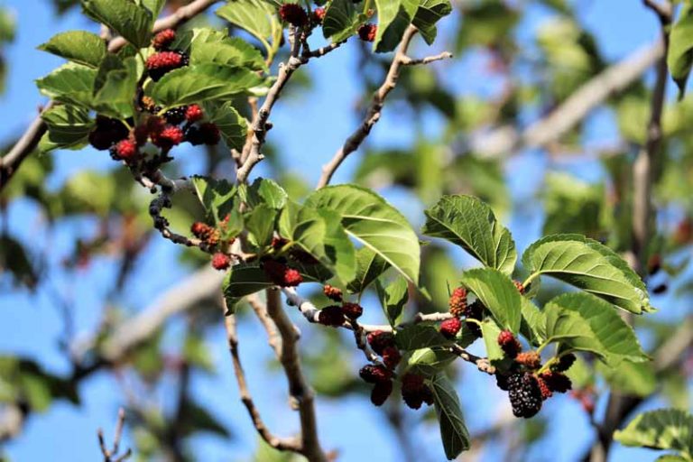 How to Prepare Boysenberry Bushes for Winter | Gardener’s Path
