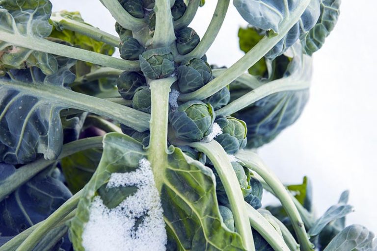 15 of the Best Brussels Sprout Varieties | Gardener’s Path