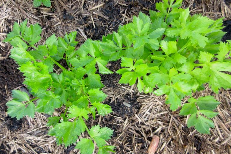 5 Reasons Why Your Celery Tastes Bitter | Gardener’s Path