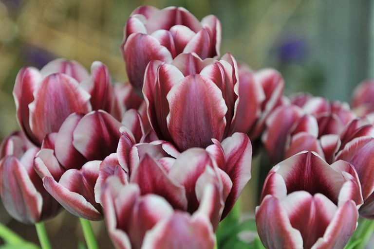Types of Tulip Flowers: 15 Beautiful Divisions | Gardener’s Path