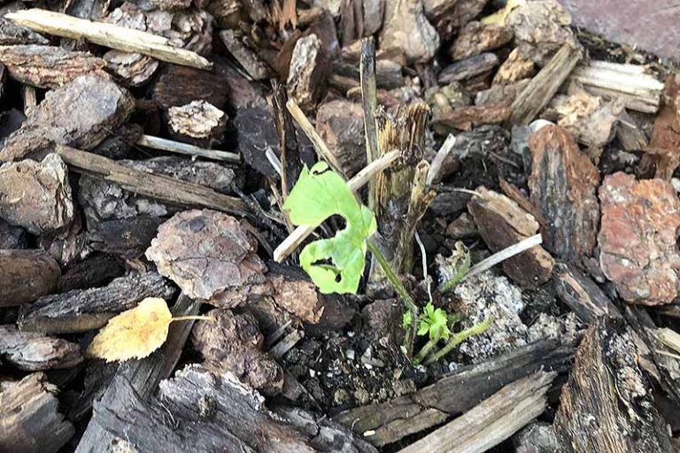 How to Prepare Delphinium Plants for Winter | Gardener’s Path