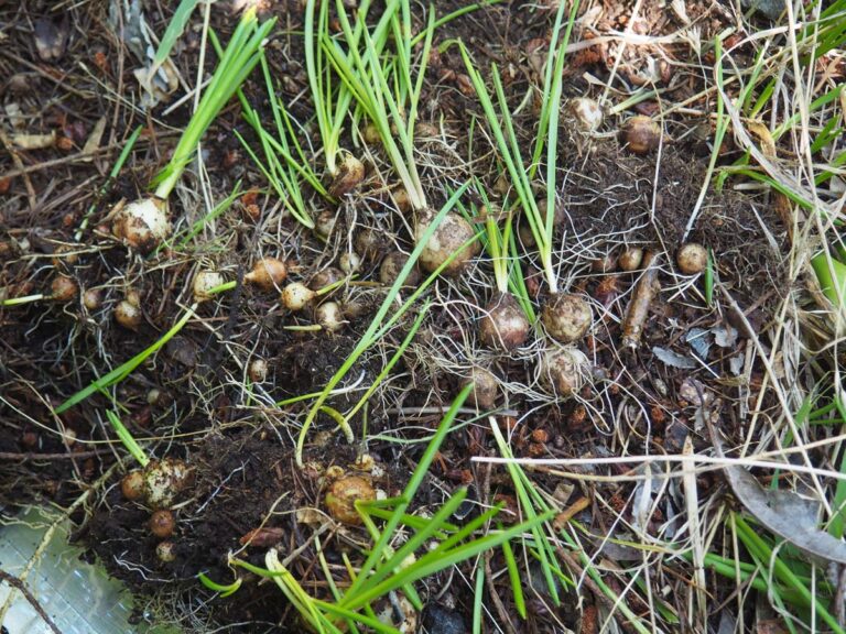 Grape Hyacinth Propagation for Bulbs and Seeds | Gardener’s Path