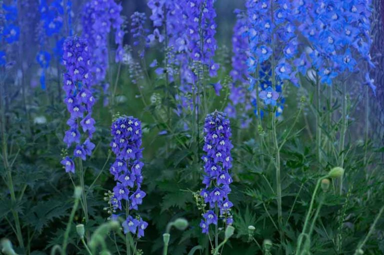 How to Prepare Delphinium Plants for Winter | Gardener’s Path