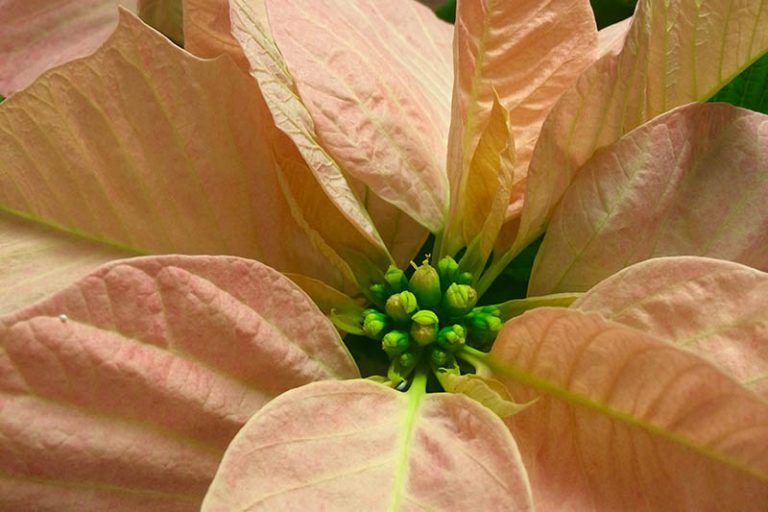 How to Grow and Care for Poinsettia Plants | Gardener’s Path