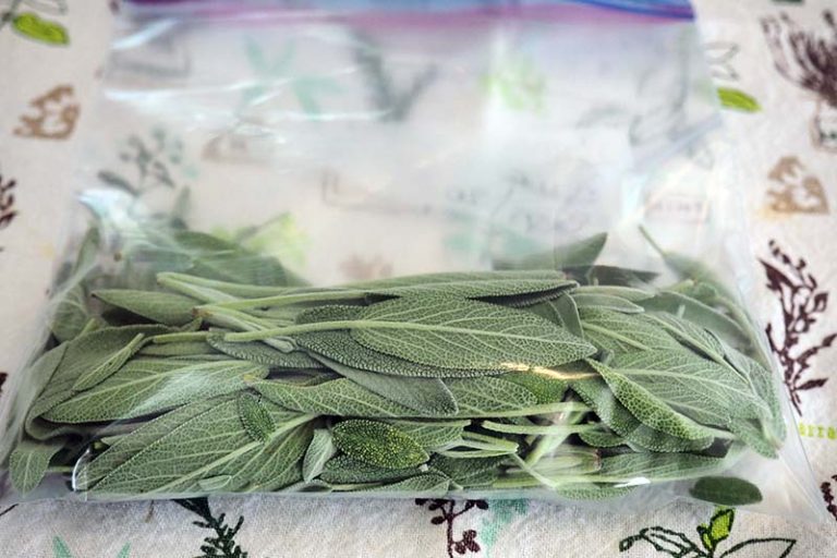 How to Freeze Fresh Herbs for Storage | Gardener’s Path