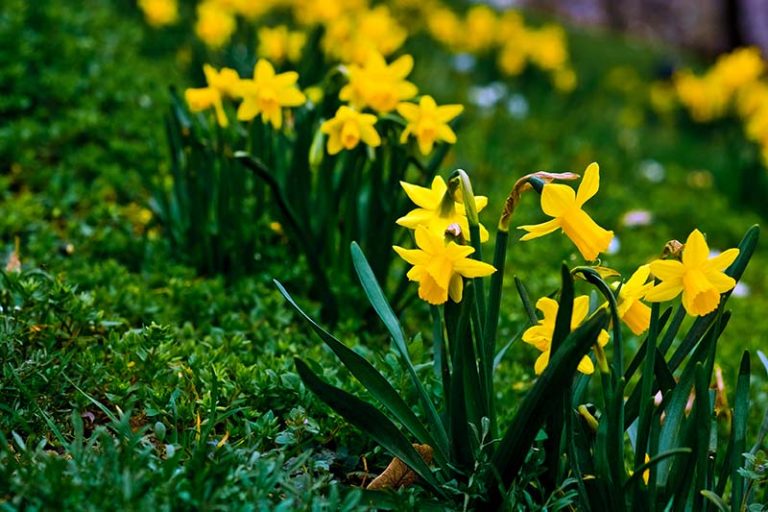 Daffodil (Narcissus) Growing Guides, Tips, and Information