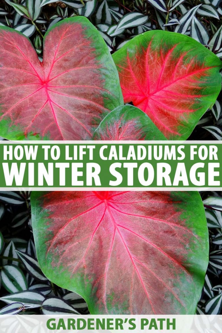 Caladium Care in Winter: How to Lift Corms for Winter Storage
