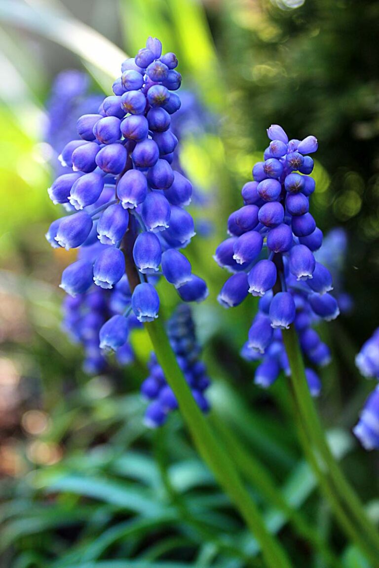 Grape Hyacinth Propagation for Bulbs and Seeds | Gardener’s Path