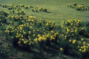 How to Create a Naturalized Daffodil Planting | Gardener’s Path