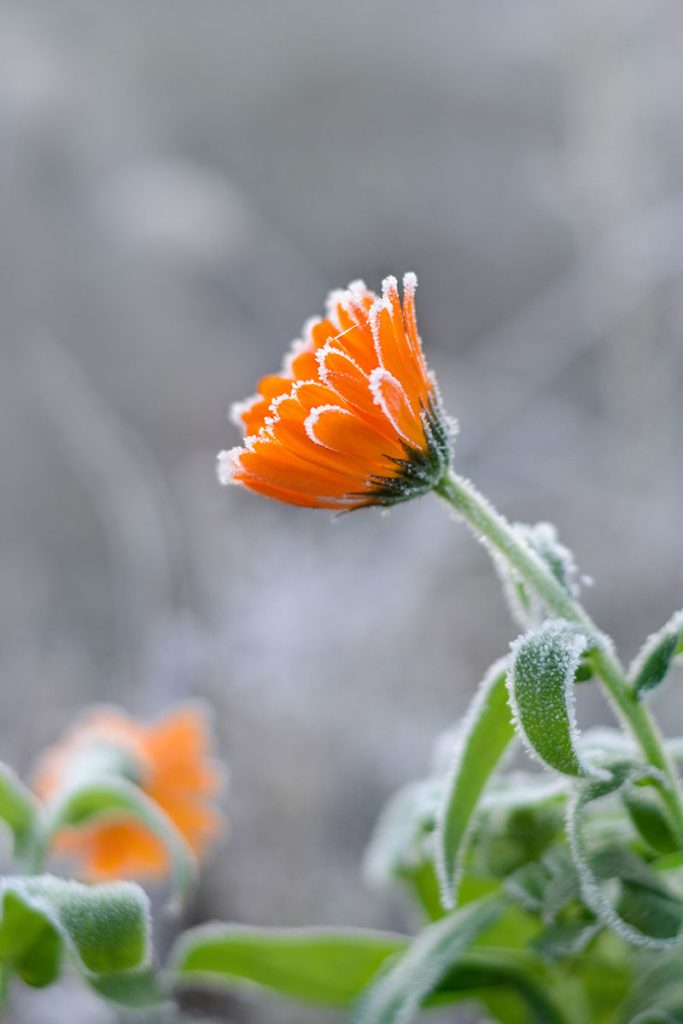 How to Choose Flowering Annuals for Cold Climates | Gardener’s Path