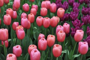 Types of Tulip Flowers: 15 Beautiful Divisions | Gardener’s Path