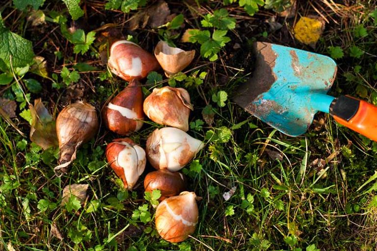 How to Create a Naturalized Daffodil Planting | Gardener’s Path