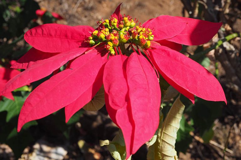 How to Grow and Care for Poinsettia Plants | Gardener’s Path