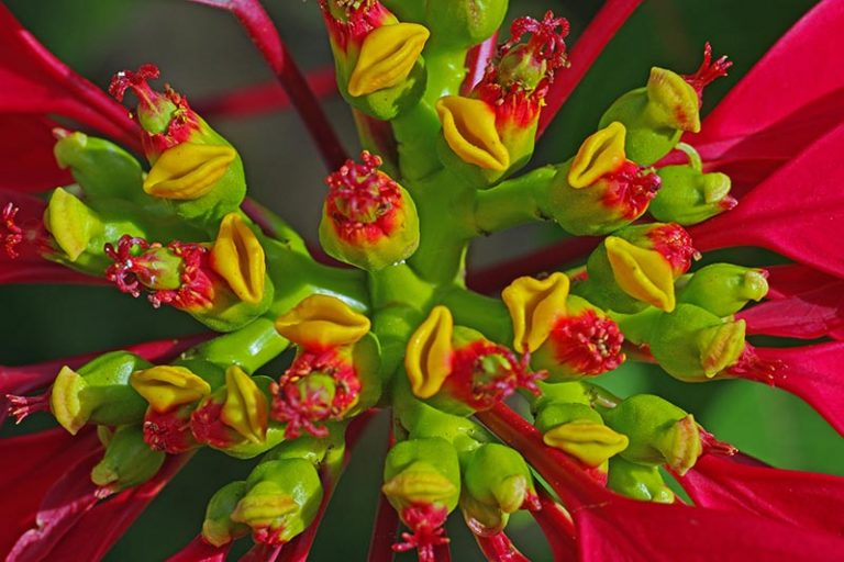 How to Grow and Care for Poinsettia Plants | Gardener’s Path