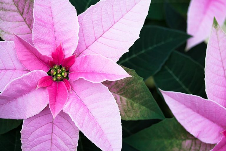 How to Grow and Care for Poinsettia Plants | Gardener’s Path