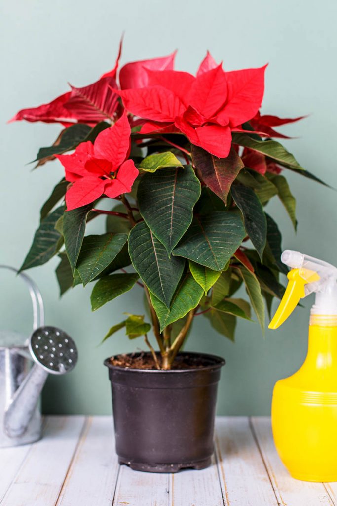 How to Grow and Care for Poinsettia Plants | Gardener’s Path
