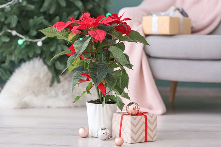 How to Grow and Care for Poinsettia Plants | Gardener’s Path