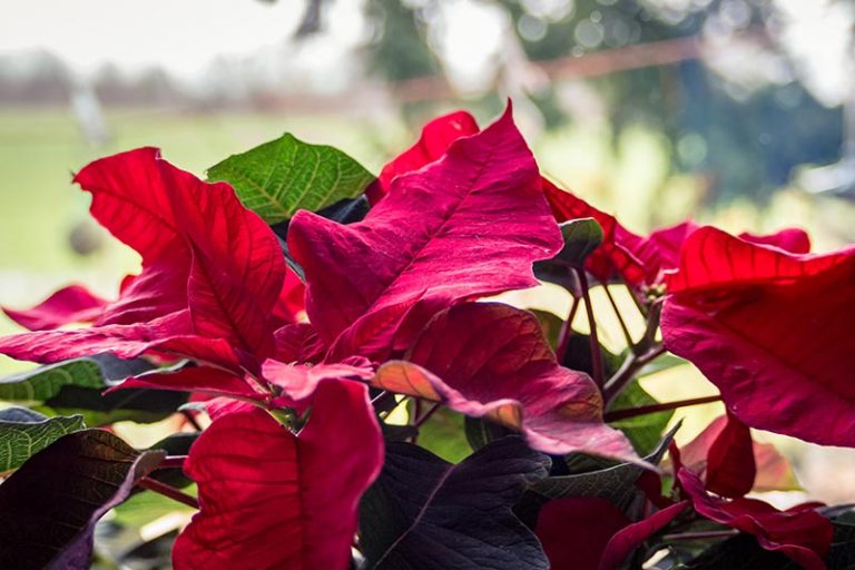 How to Grow and Care for Poinsettia Plants | Gardener’s Path