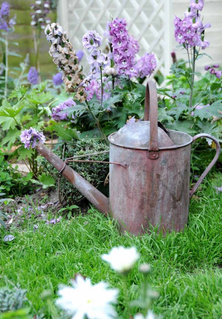 How to Prepare Delphinium Plants for Winter | Gardener’s Path