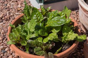 How to Grow Swiss Chard in Containers | Gardener’s Path