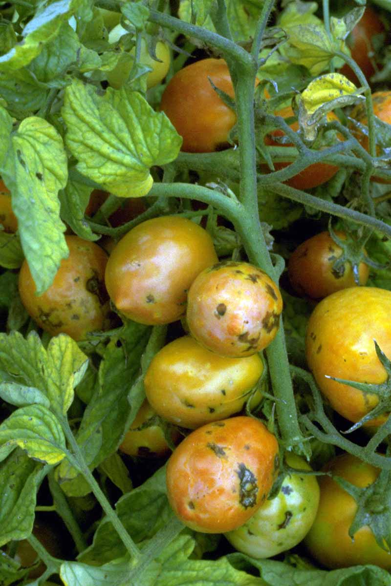 How To Identify And Treat Common Tomato Diseases Gardener s Path How To Identify And Treat Common Tomato Diseases Gardener s Path