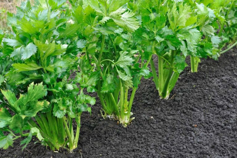 5 Reasons Why Your Celery Tastes Bitter | Gardener’s Path