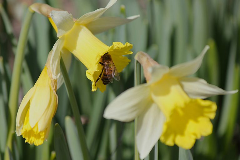 How to Create a Naturalized Daffodil Planting | Gardener’s Path