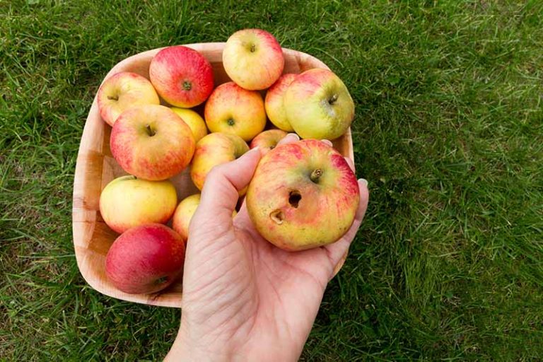How to Store Your Apple Harvest | Gardener’s Path