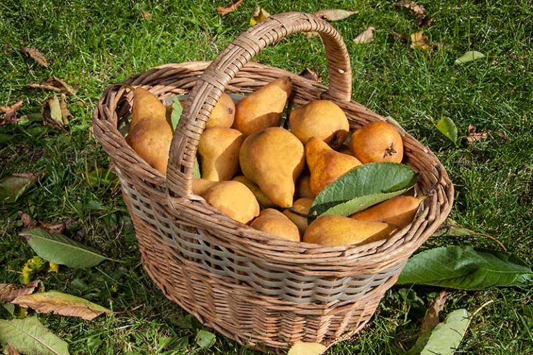 How to Grow Fruiting Pear Trees | Gardener’s Path