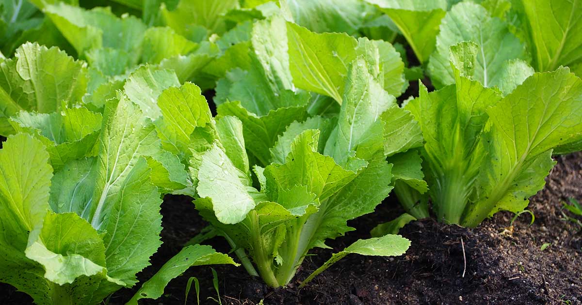 13 Of The Best Varieties Of Mustard Greens Gardener s Path 13 Of The Best Varieties Of Mustard Greens Gardener s Path