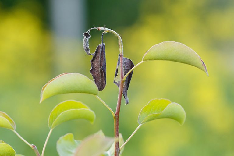 How to Grow and Care for Asian Pear Trees | Gardener's Path