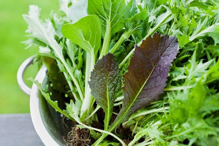 How to Plant and Grow Mustard Greens | Gardener’s Path