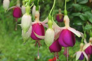 How to Prepare your Fuchsia Flowers for Winter | Gardener’s Path