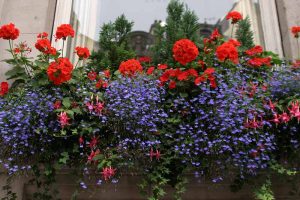 How to Grow and Care for Garden Geraniums | Gardener’s Path