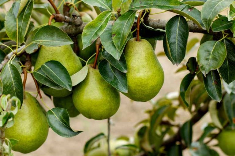 How to Grow Fruiting Pear Trees | Gardener’s Path