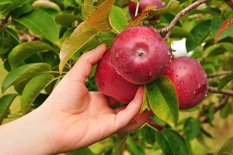 When and How to Harvest Apples | Gardener's Path
