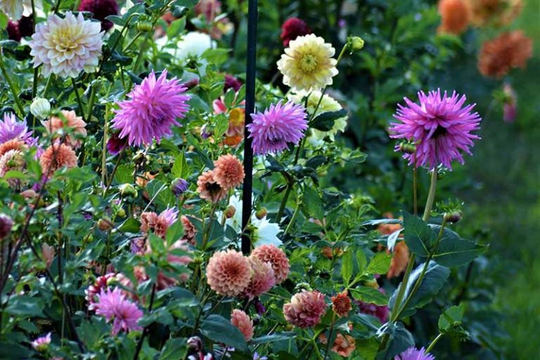Dahlia Flower Growing Guides, Tips, and Information | Gardener's Path