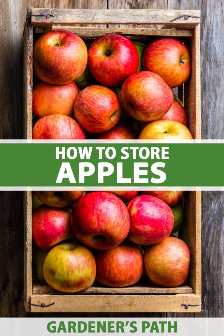 How to Store Your Apple Harvest | Gardener’s Path