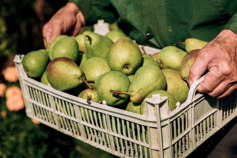 How to Store Your Pears After Harvest | Gardener’s Path