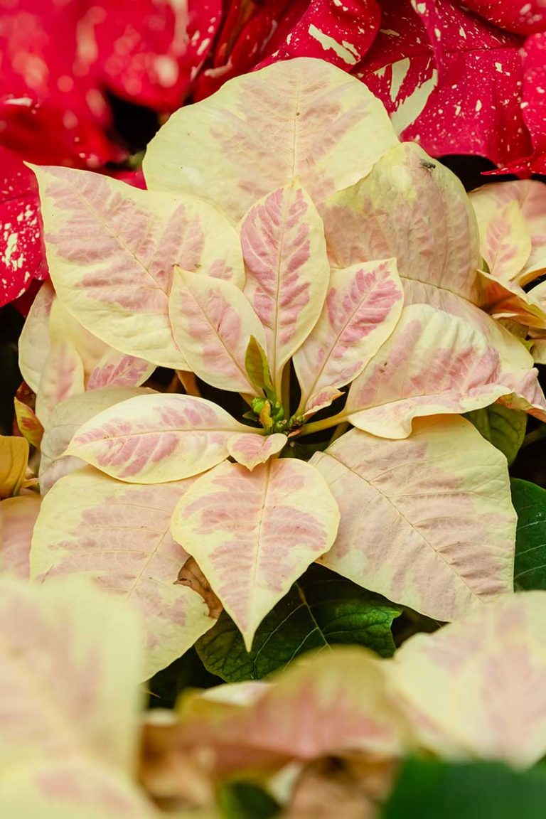 35 of the Best Poinsettia Cultivars | Gardener’s Path