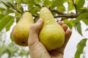 How to Grow Fruiting Pear Trees | Gardener’s Path