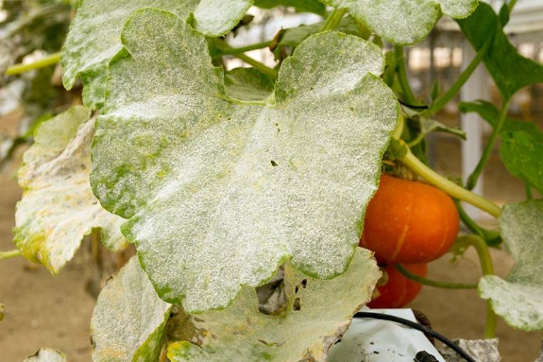 7 of the Best Companion Plants to Grow with Chard