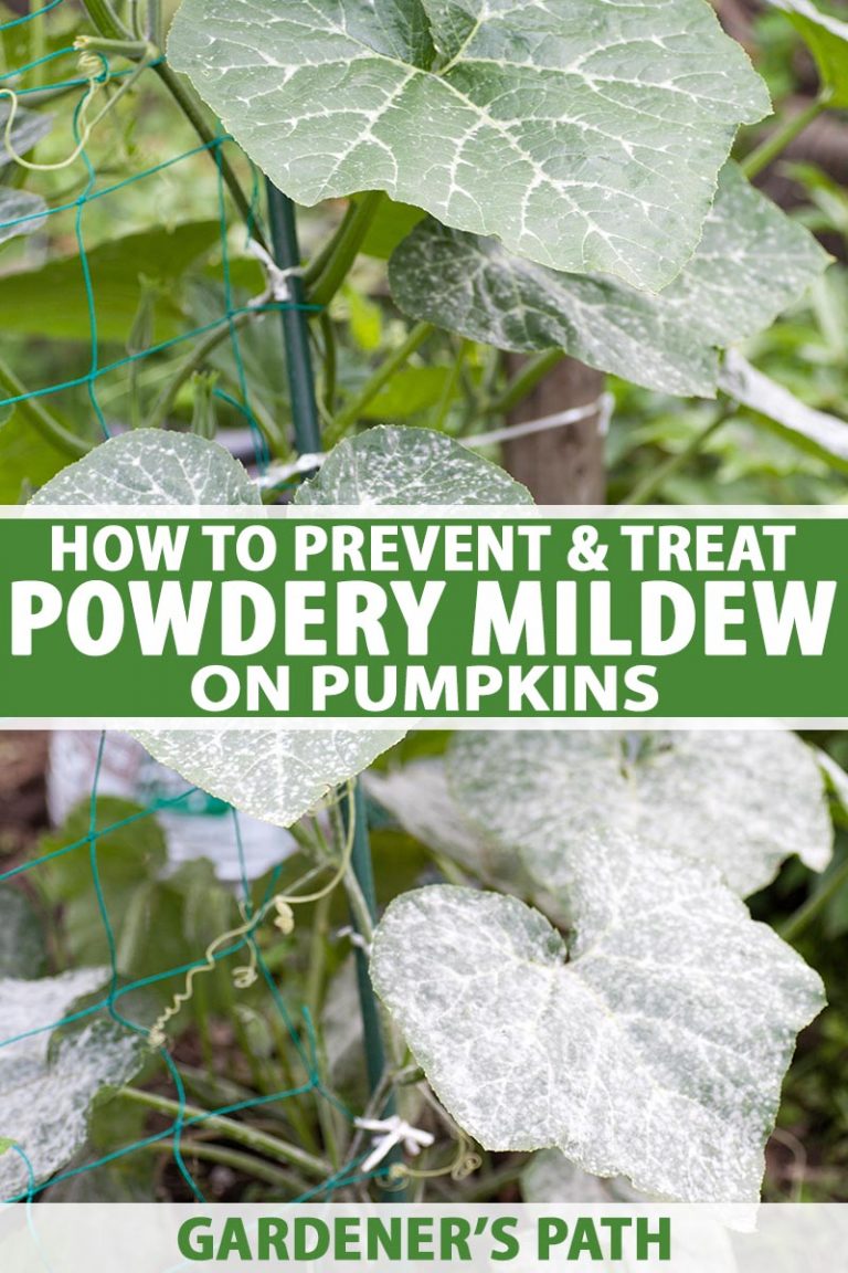 How to Prevent and Treat Powdery Mildew on Pumpkins | Gardener’s Path