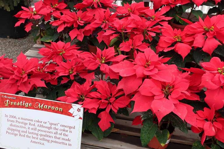 35 Favorite Poinsettia Varieties for Your Home | Gardener’s Path