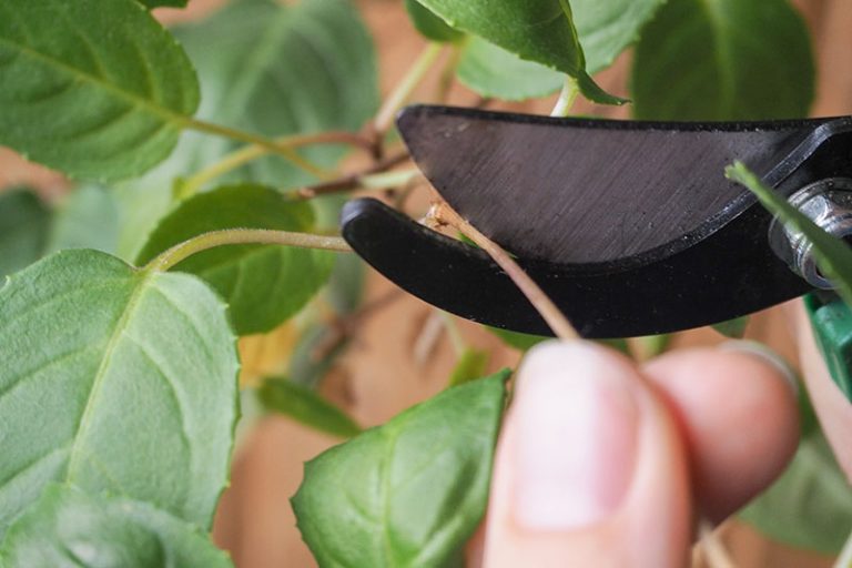 How to Prepare your Fuchsia Flowers for Winter | Gardener’s Path