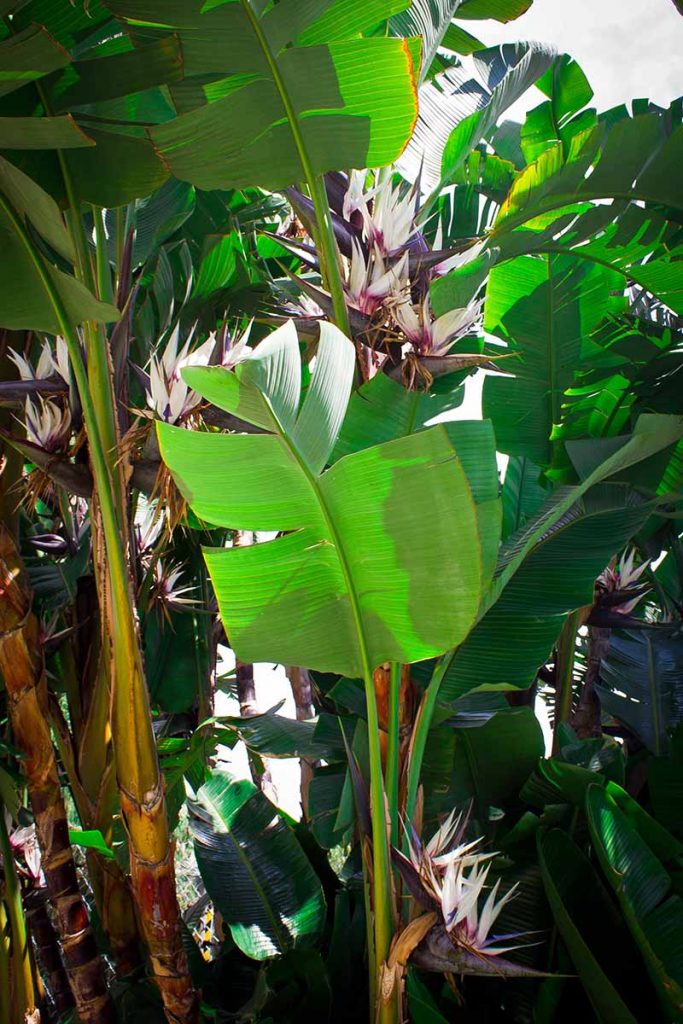 Different Types of Bird of Paradise Plants | Gardener’s Path